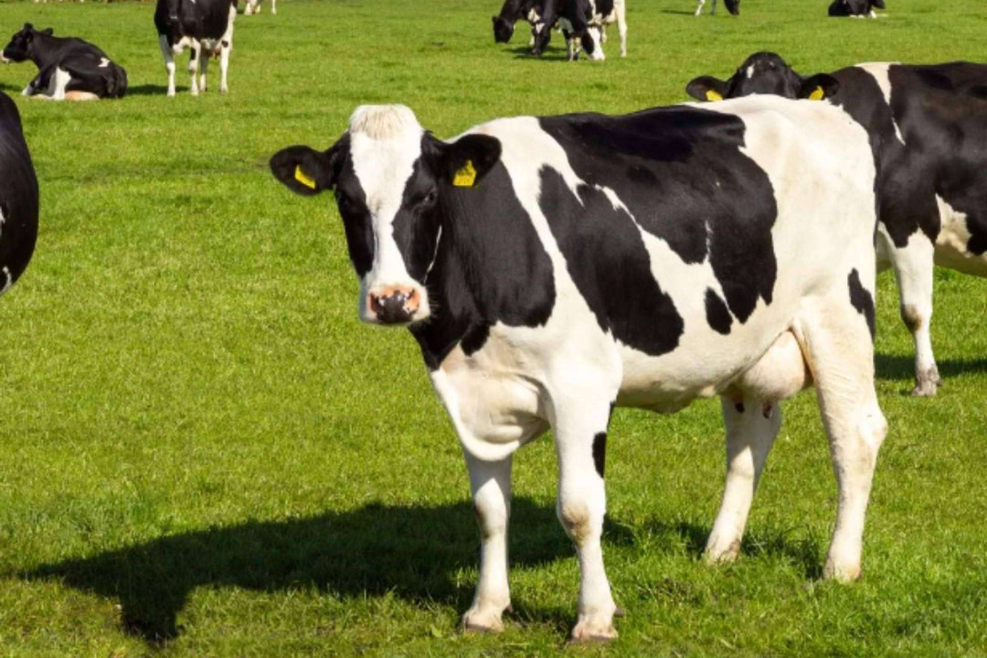 Dellait, especialistas en nutrición y salud animal - Santander 24H