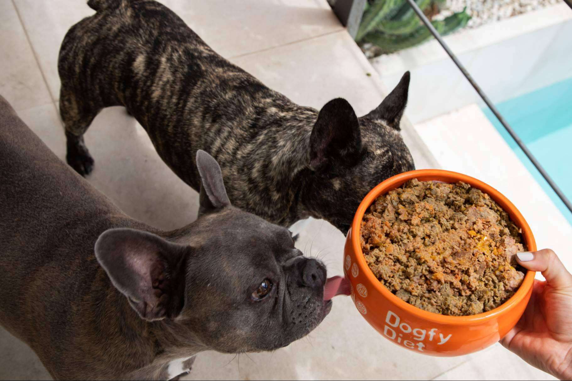 Comida natural para perros; La clave de una dieta equilibrada con Dogfy ...